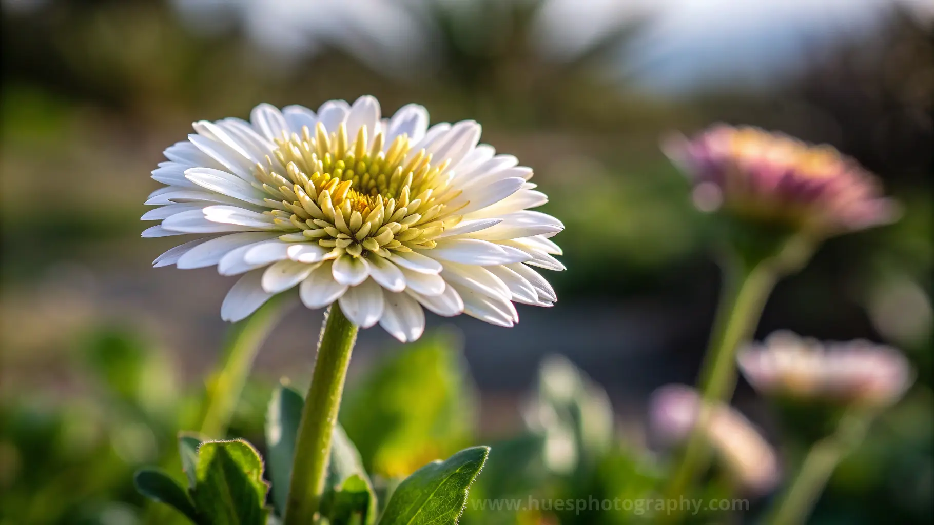 How to Take Sharp Photos - huesphotography.com